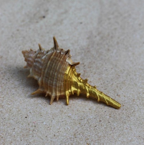 DIY Gold Painted Seashells Craft - BargainBriana